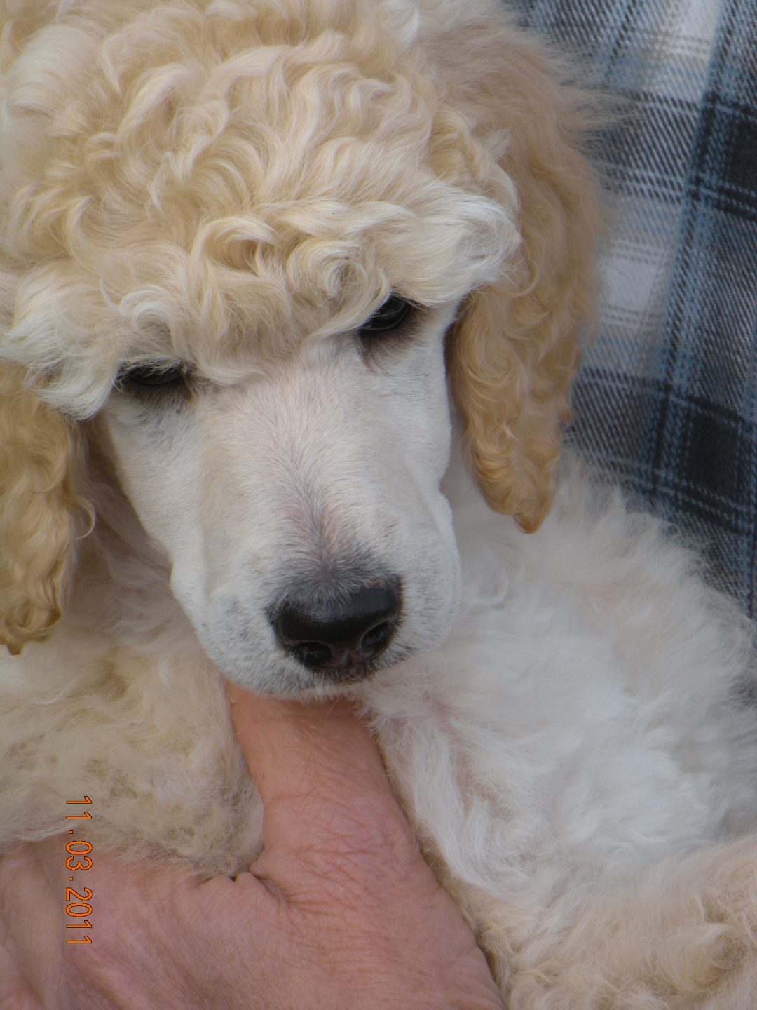 Puppies! | LoCo Meadows